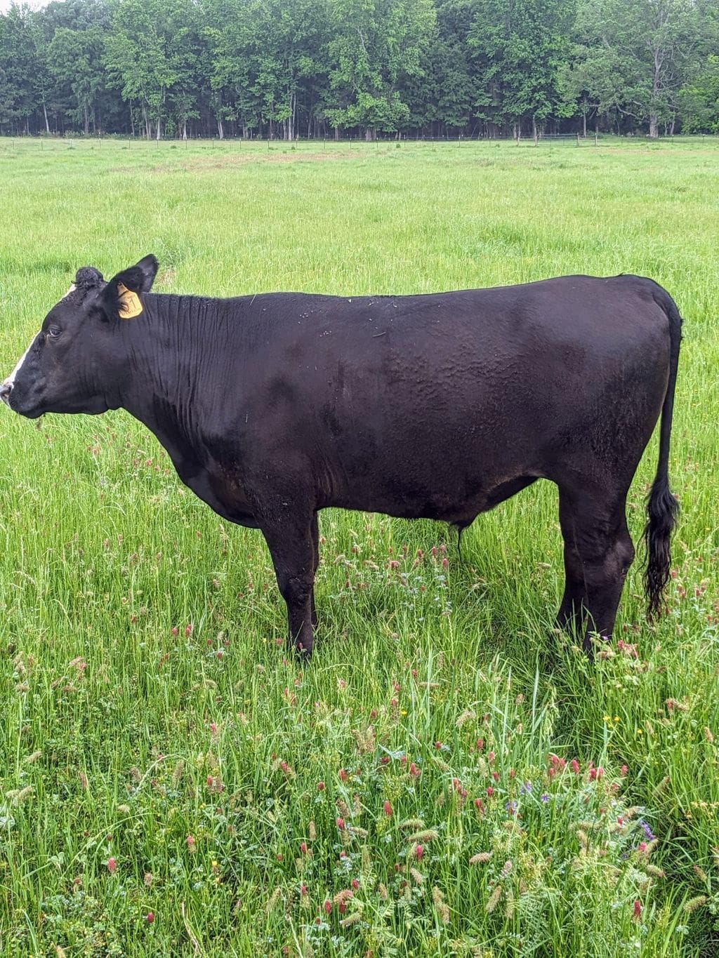 Waygu Steer coming for sale - Shop Texas Farms